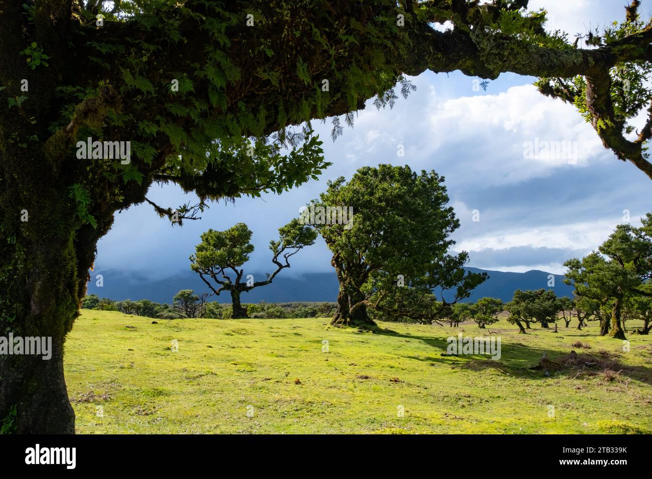 Twisted trees in the fog in Fanal Forest on the Portuguese island of ...