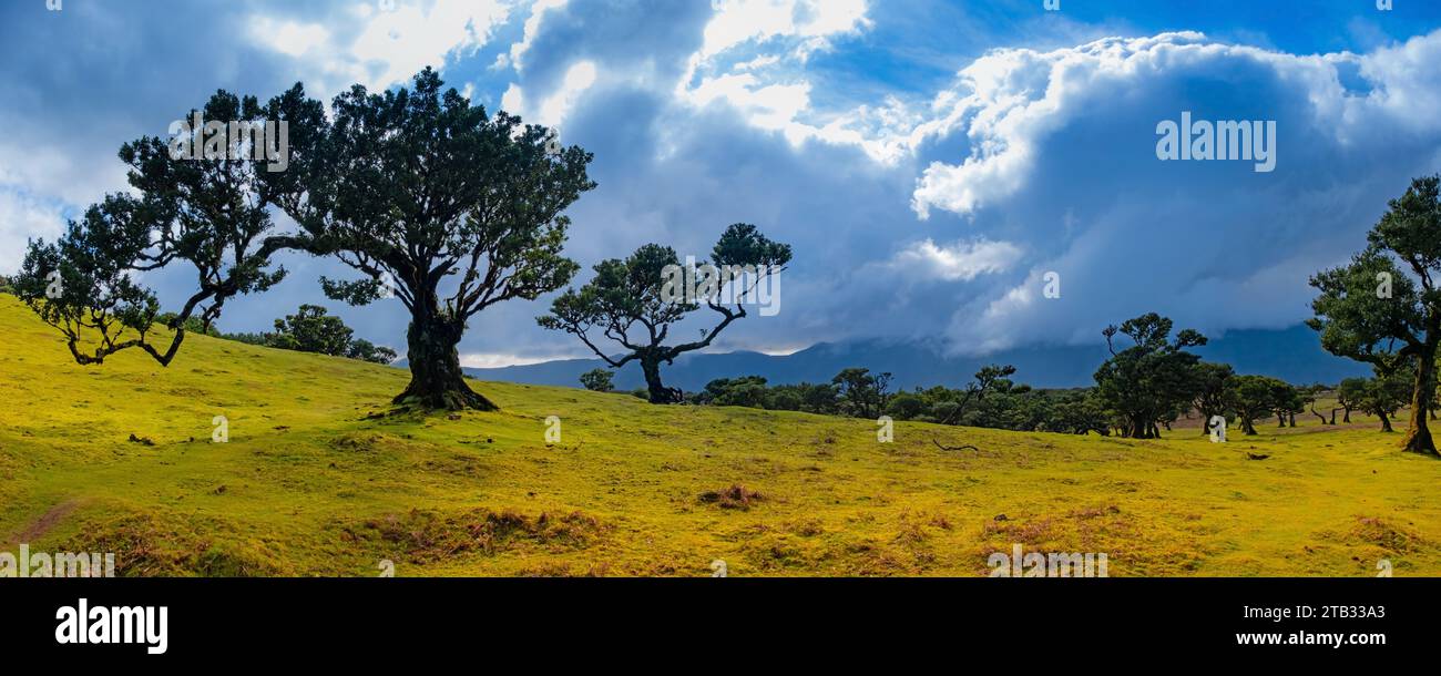 Fanal forest old mystical tree in Madeira island. Twisted trees in fog ...