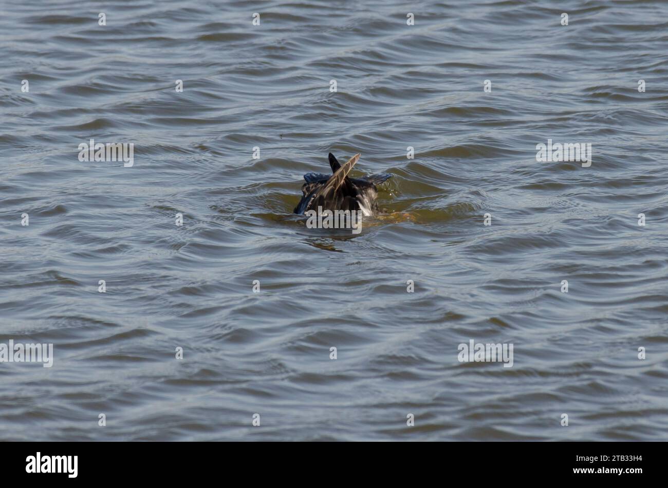 Common Goldeneye, Bucephala clangula, immature male diving Stock Photo ...