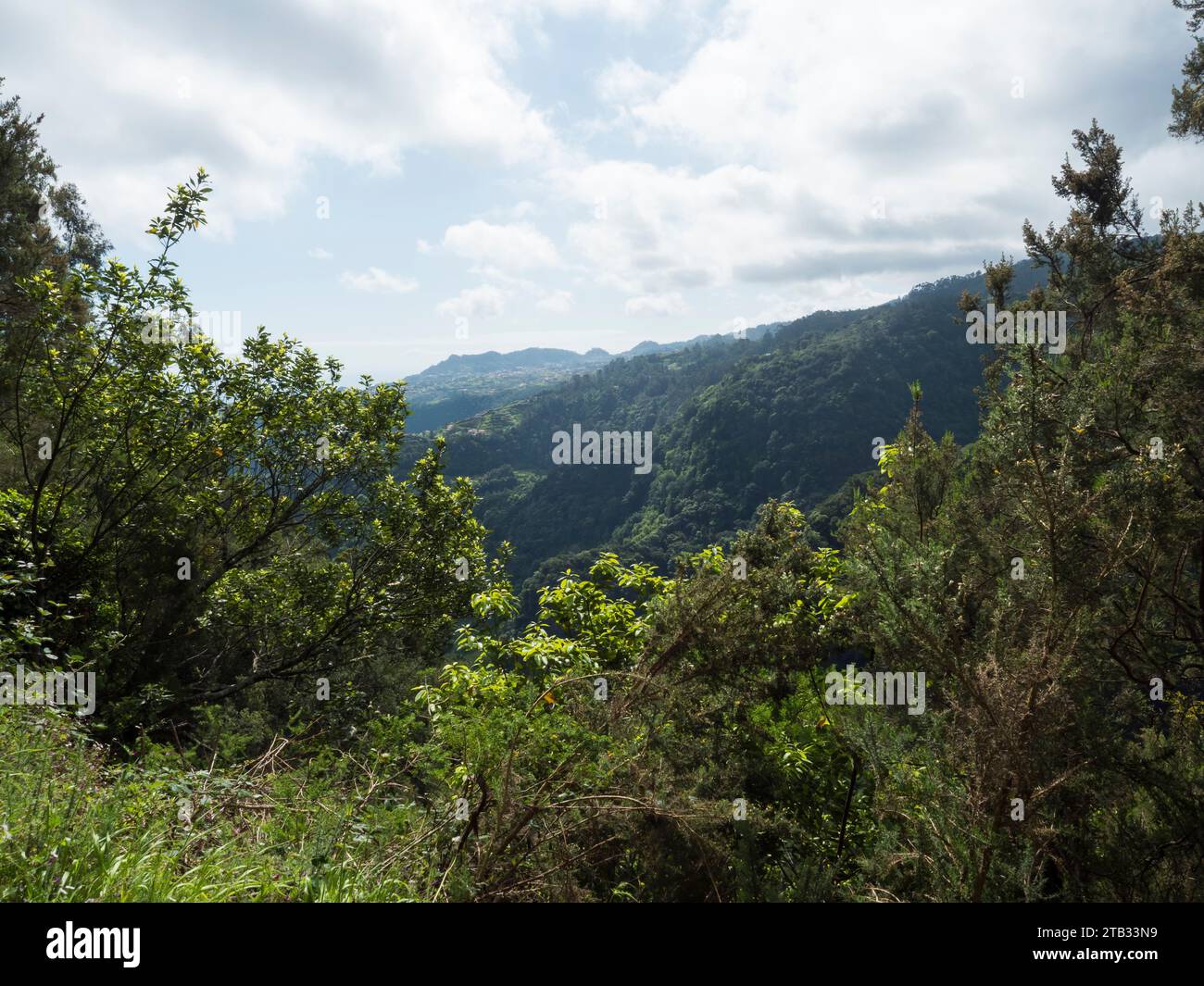 View of valley with green mountains and tropical plants from Levada Do ...
