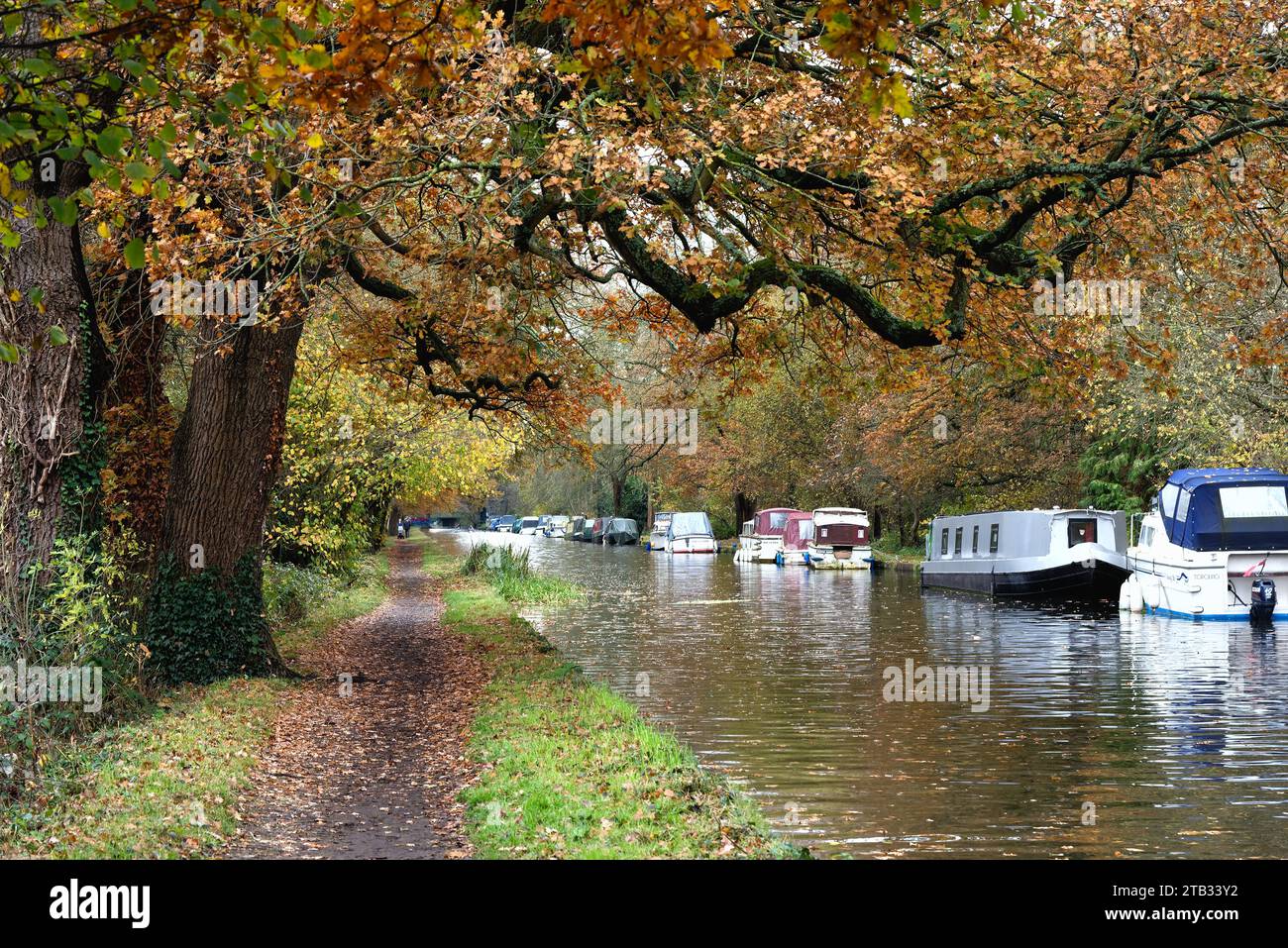 Autumnal colours on the River Wey Navigation canal at New Haw Surrey ...