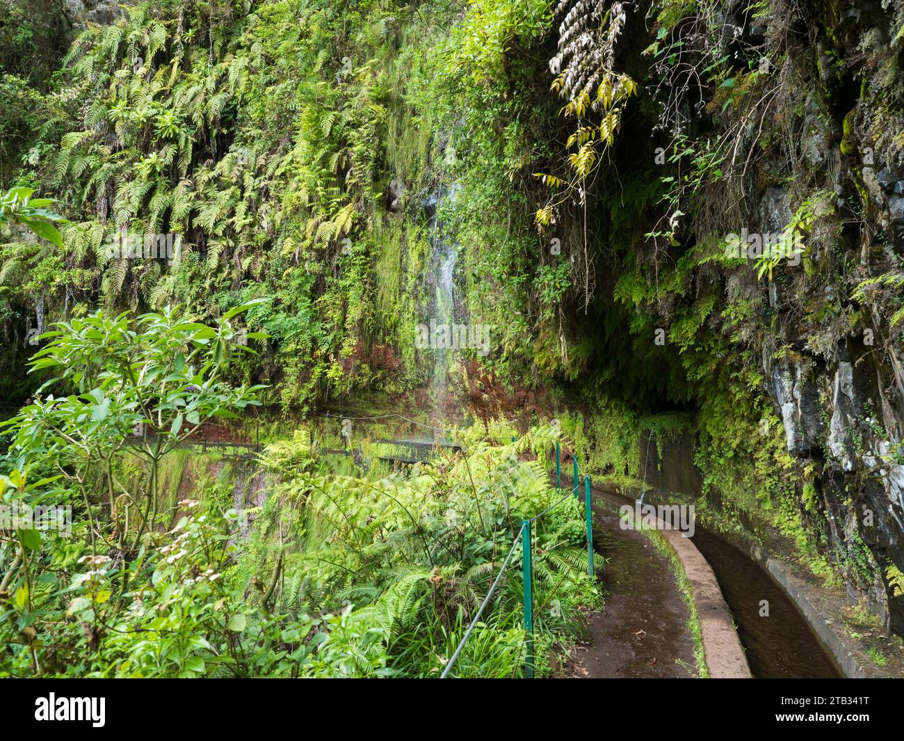 View of levada, water irrigation channel and tropical plants from ...