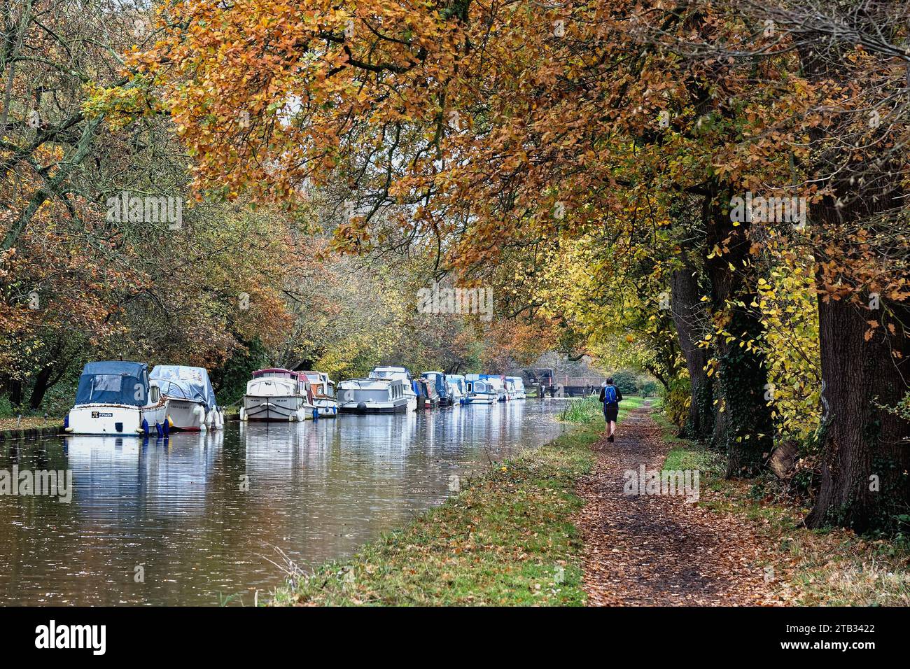 Autumnal colours on the River Wey Navigation canal at New Haw Surrey ...