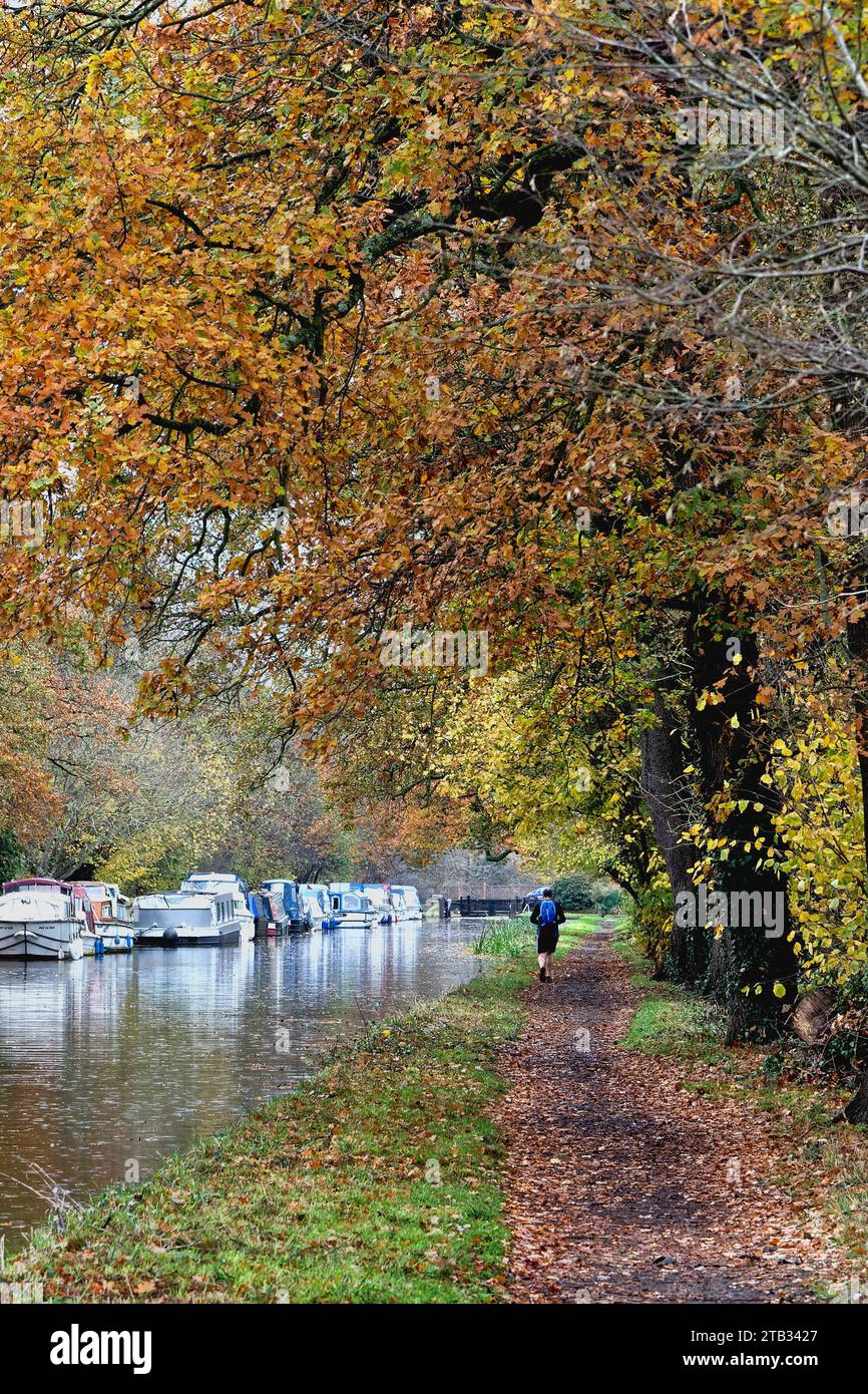 Autumnal colours on the River Wey Navigation canal at New Haw Surrey ...
