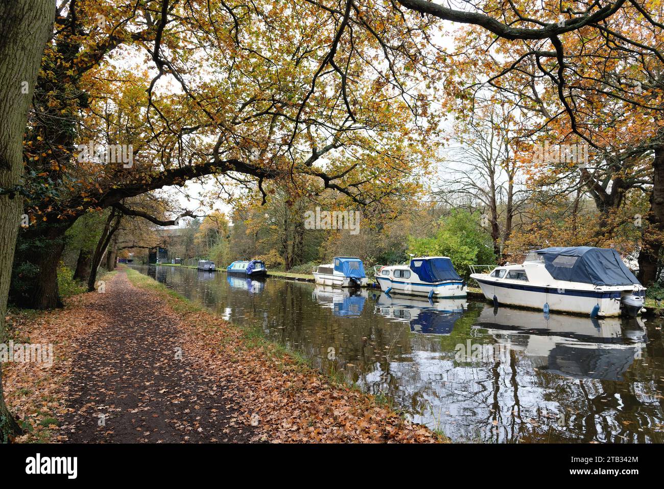 Autumnal colours on the River Wey Navigation canal at New Haw Surrey ...