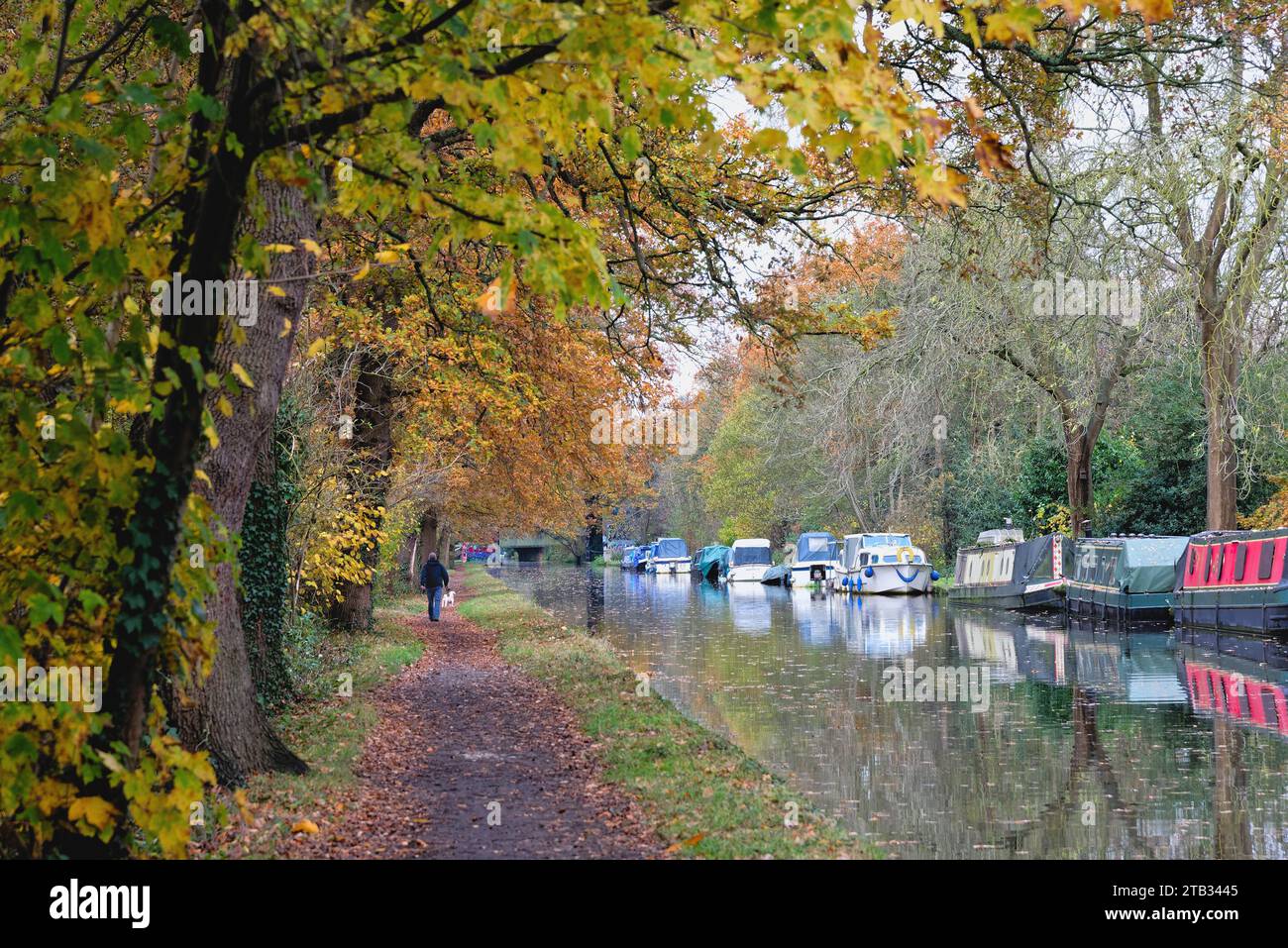Autumnal colours on the River Wey Navigation canal at New Haw Surrey ...
