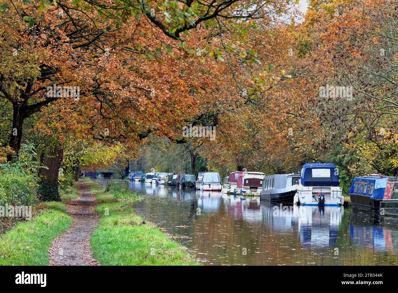 Autumnal colours on the River Wey Navigation canal at New Haw Surrey ...