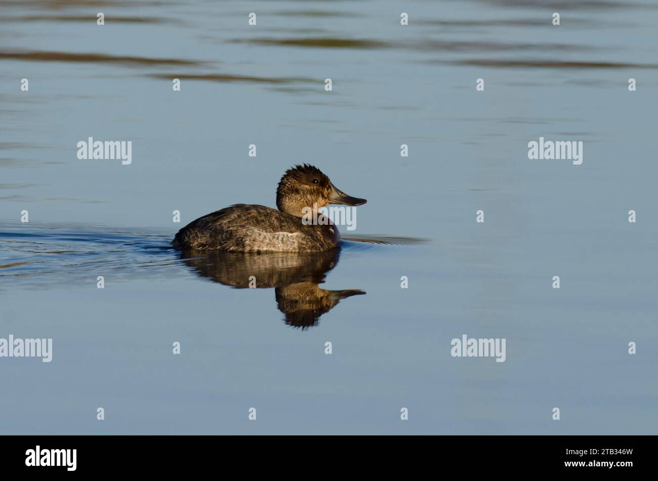 Ruddy Duck, Oxyura jamaicensis, female Stock Photo - Alamy