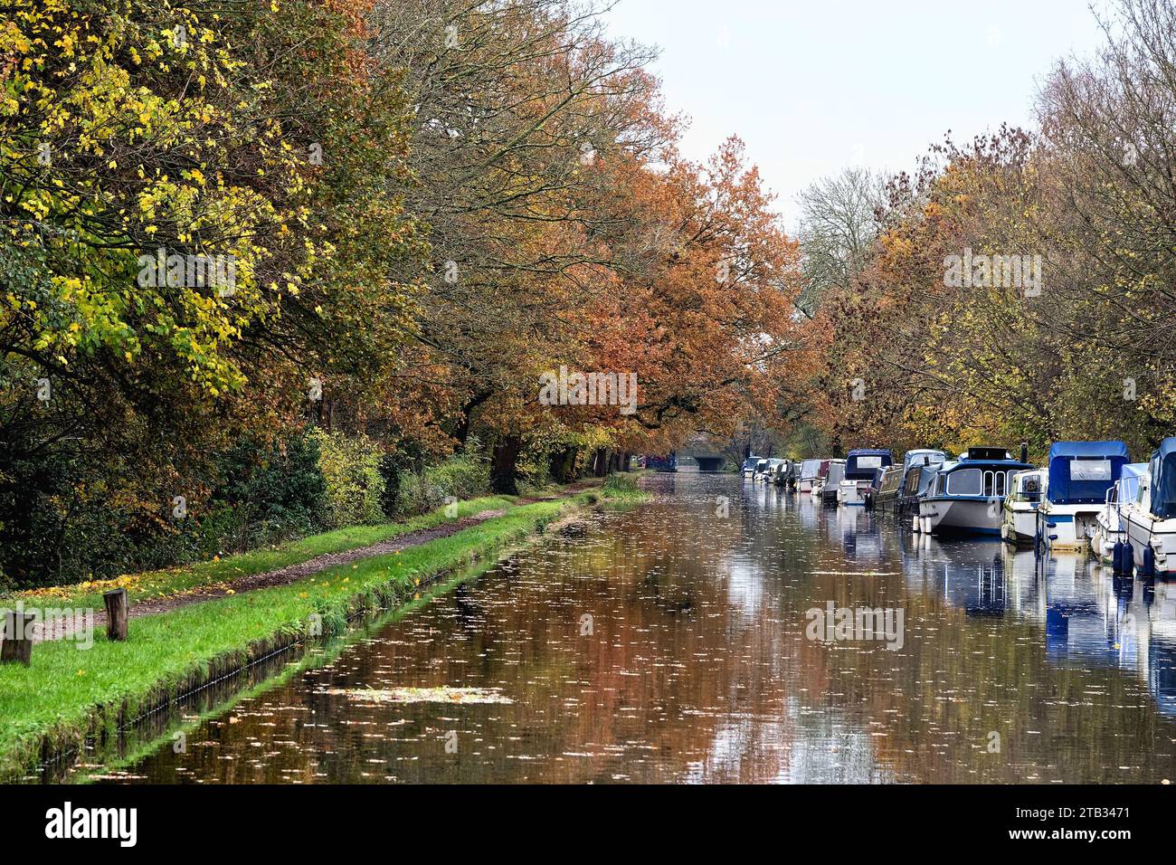 Autumnal colours on the River Wey Navigation canal at New Haw Surrey ...