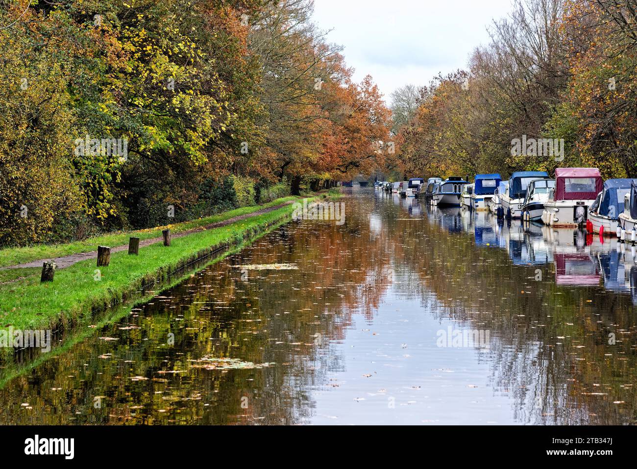 Autumnal colours on the River Wey Navigation canal at New Haw Surrey ...