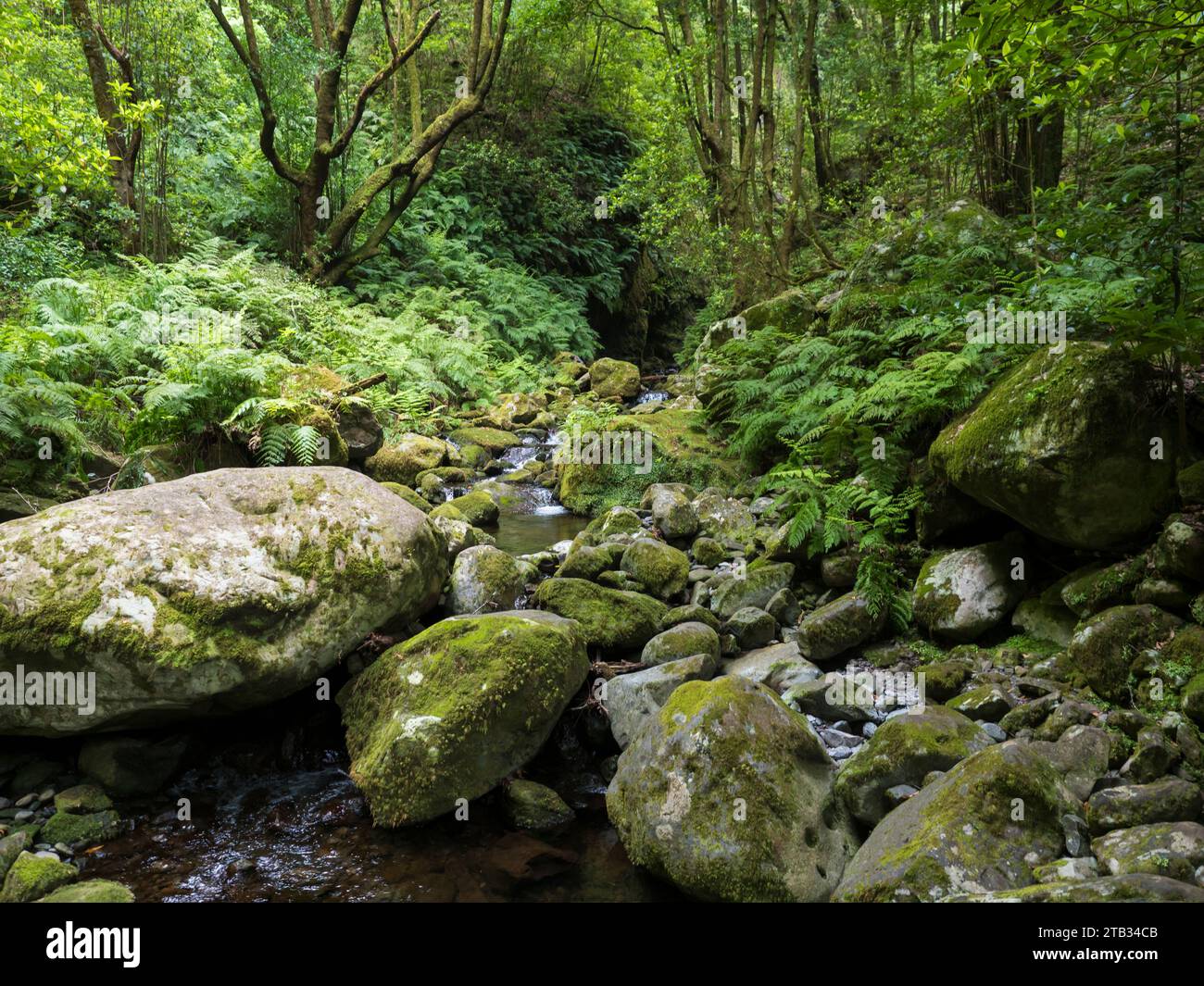 View of small water stream with moss covered stones, fern and tropical ...