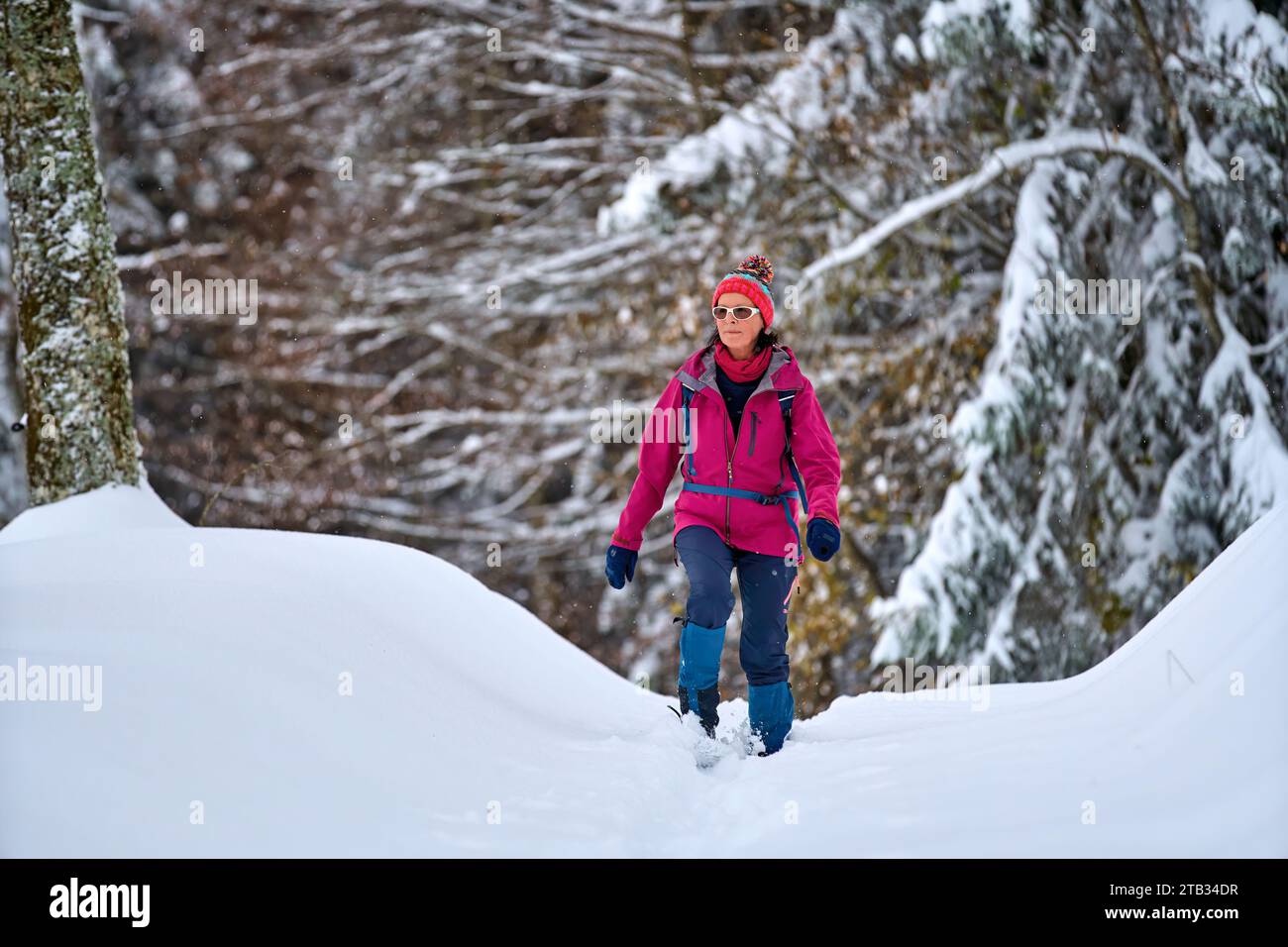 nice senior woman hiking in a winter landscape in falling snow in the ...