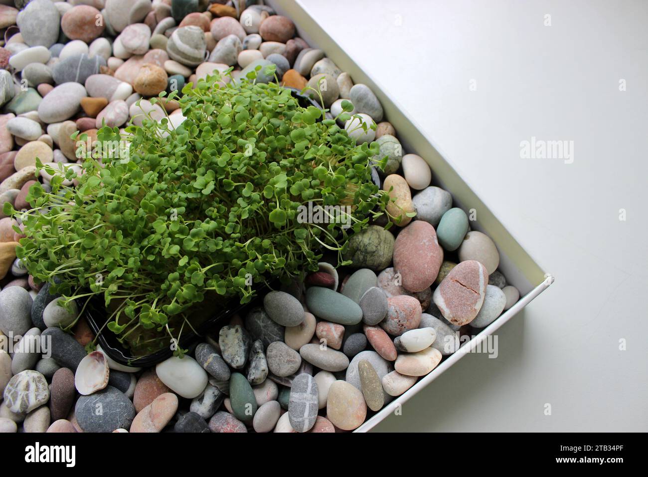Flat Tray With Smooth Sea Stones And Container With Arugula Microgreens ...