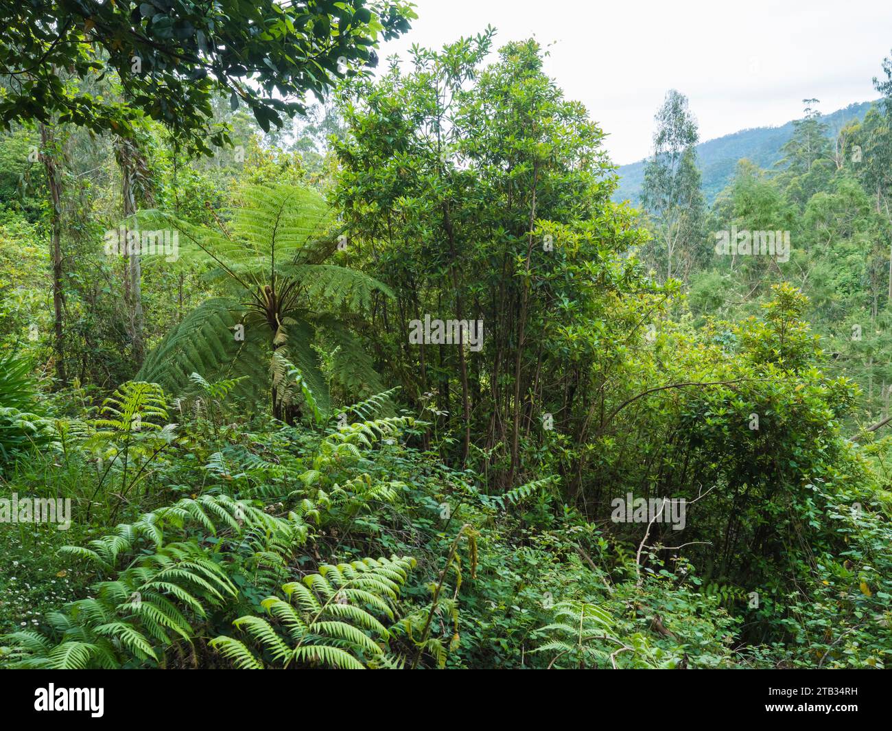 View of valley with green mountains and tropical plants from Levada Do ...