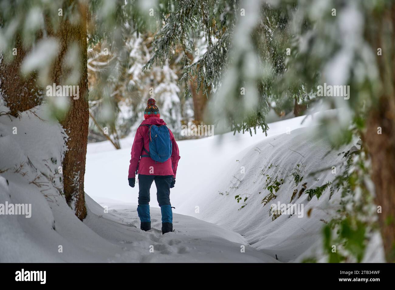 nice senior woman hiking in a winter landscape in falling snow in the ...