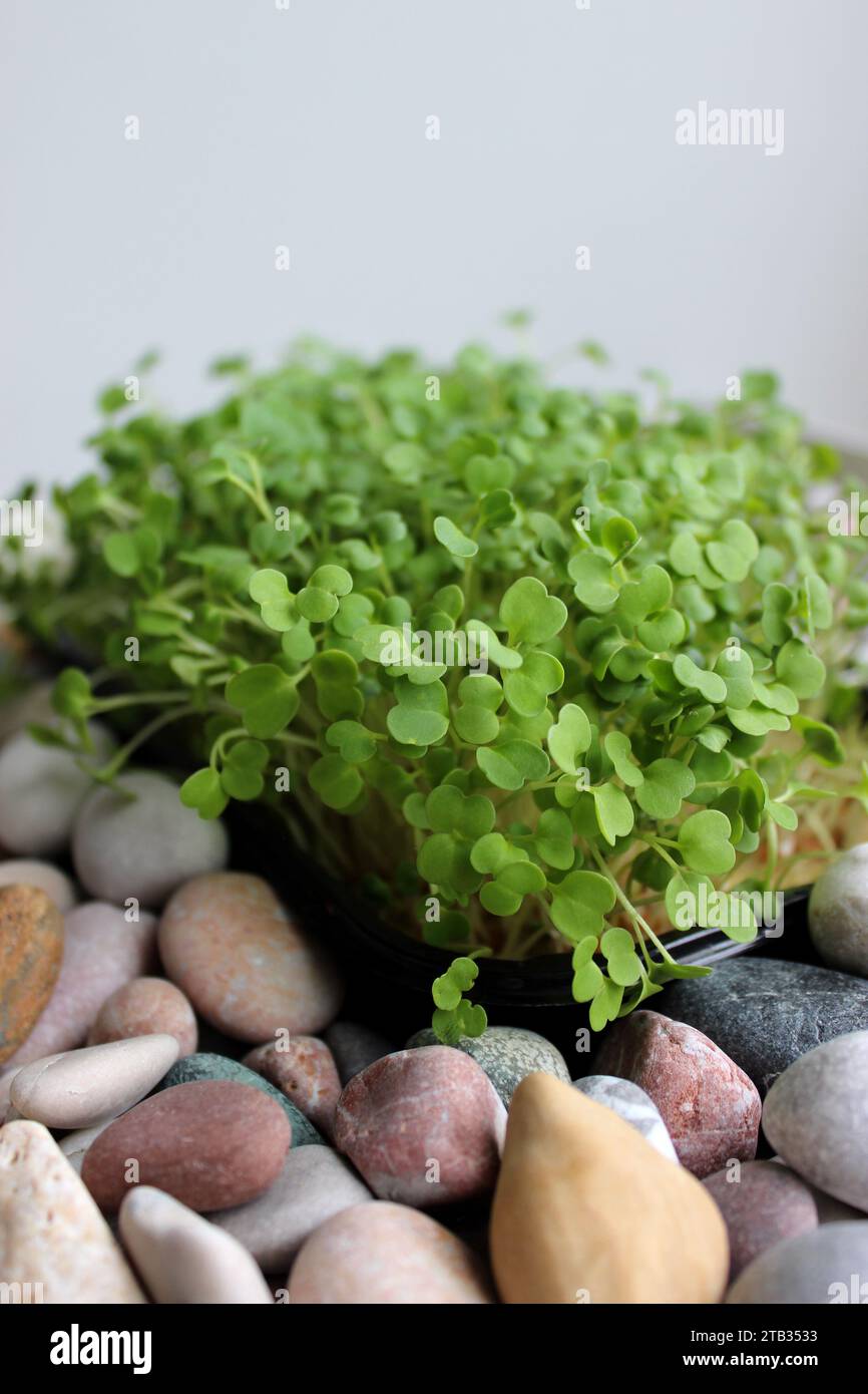 Bunch Of Decorative Microgreens Growth Between Smooth Pebbles Vertical ...