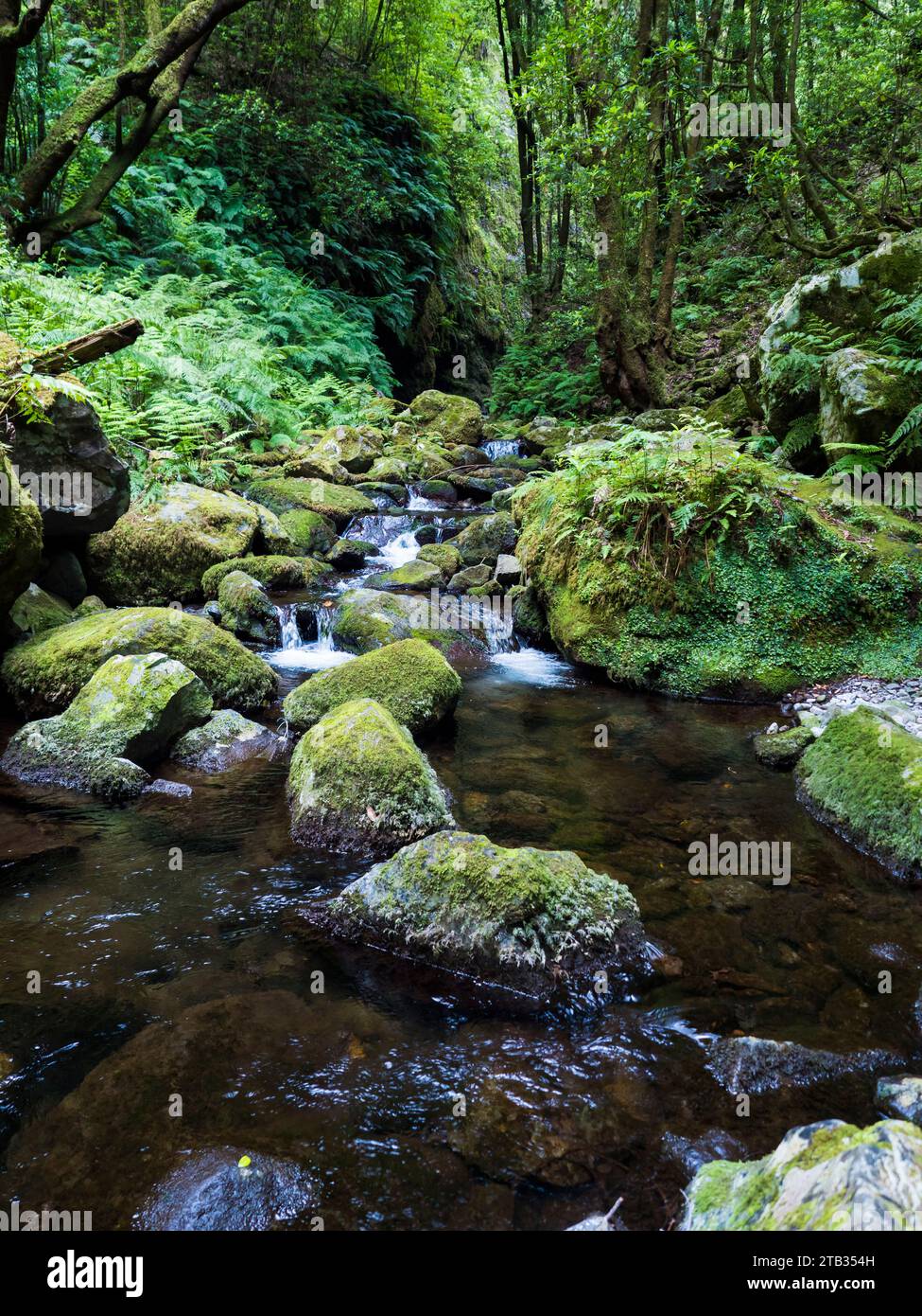 View of small water stream with moss covered stones, fern and tropical ...