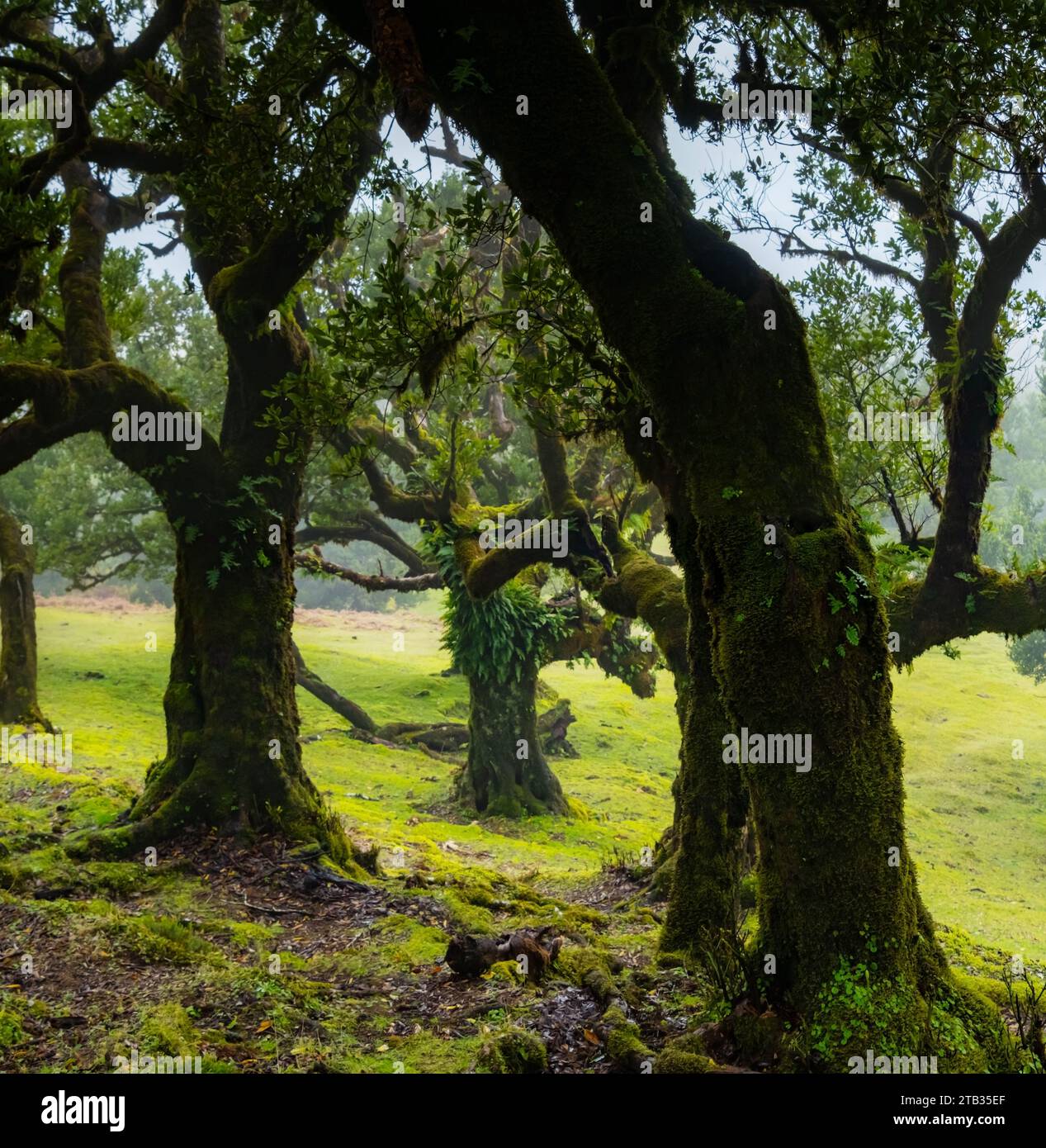 Fanal forest old mystical tree in Madeira island. Twisted trees in fog ...
