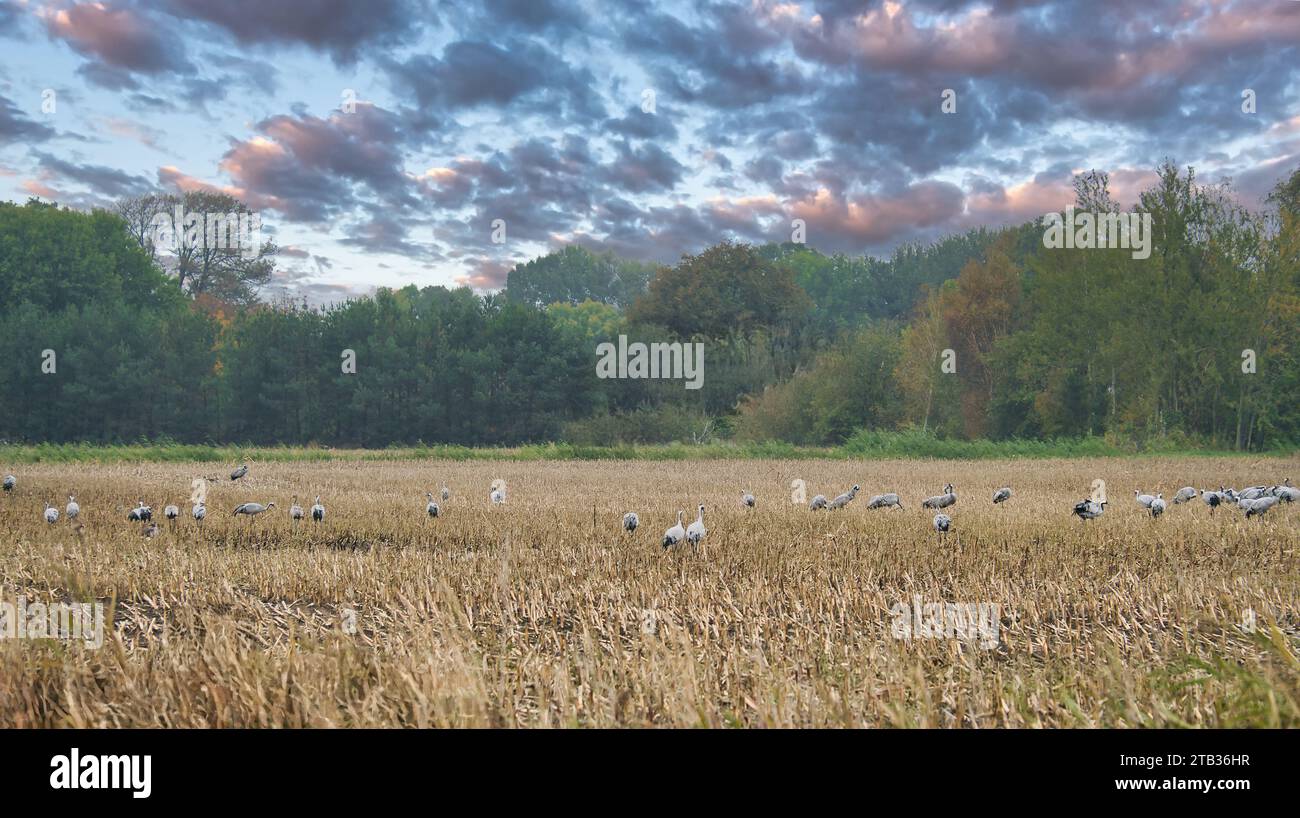 Cranes at a resting place on a harvested corn field in front of a ...