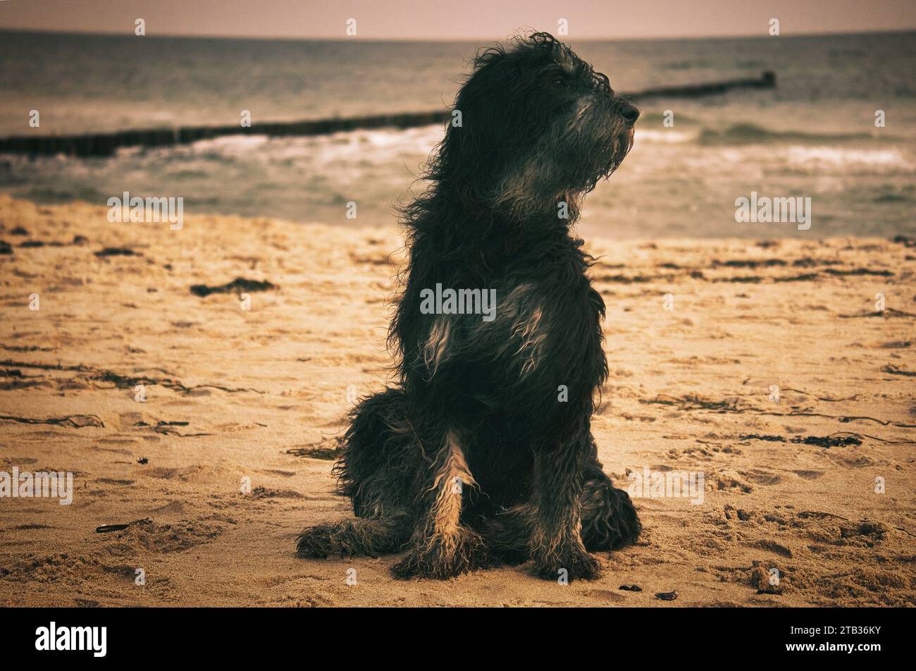 Goldendoodle dog sits on the beach of the Baltic Sea. Black and tan ...