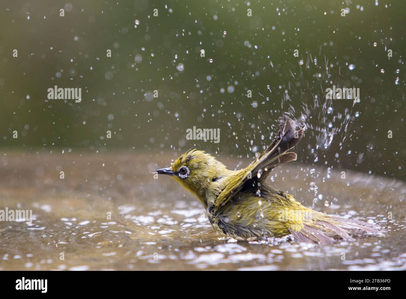 Cape White-eye (Zosterops capensis Stock Photo - Alamy
