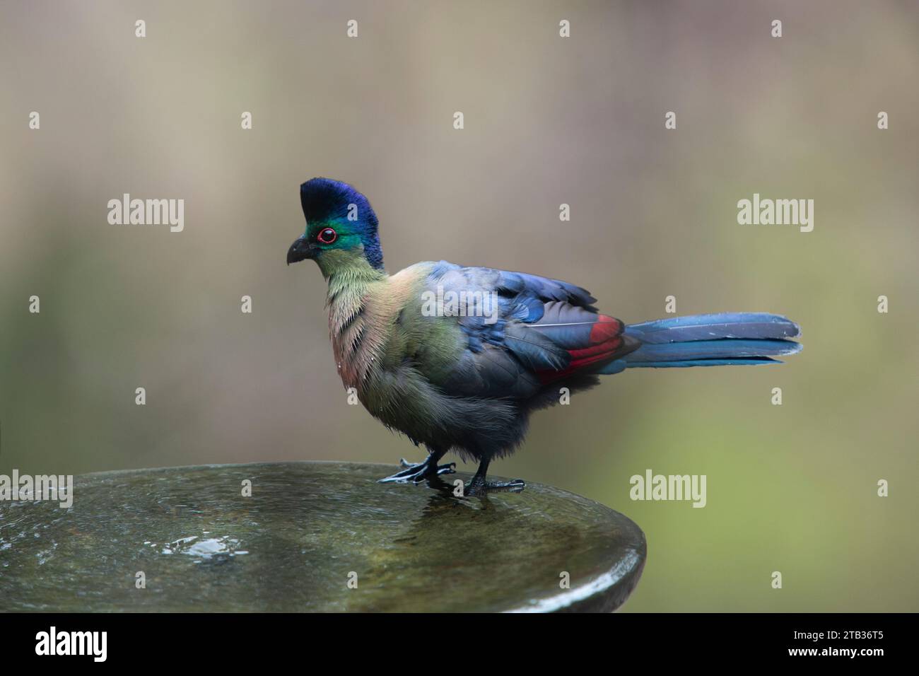 Purple-crested Turaco (Gallirex porphyreolophus) at a suburban birdbath ...