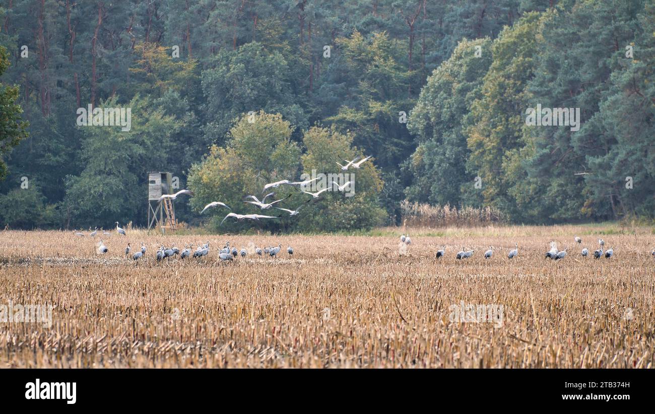 Cranes at a resting place on a harvested corn field in front of a ...