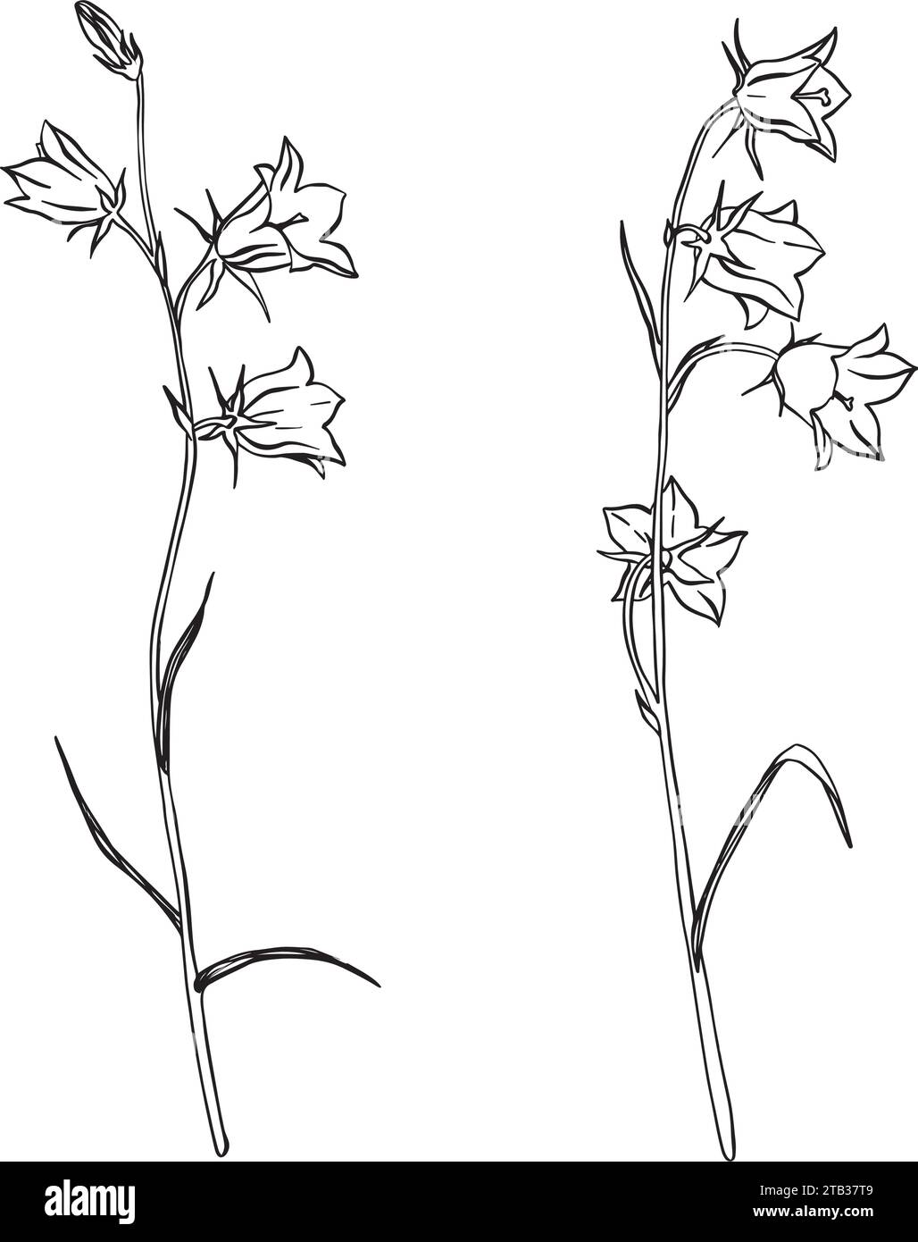 Bluebell flowers. Sketch. Hand drawn outline vector illustration ...