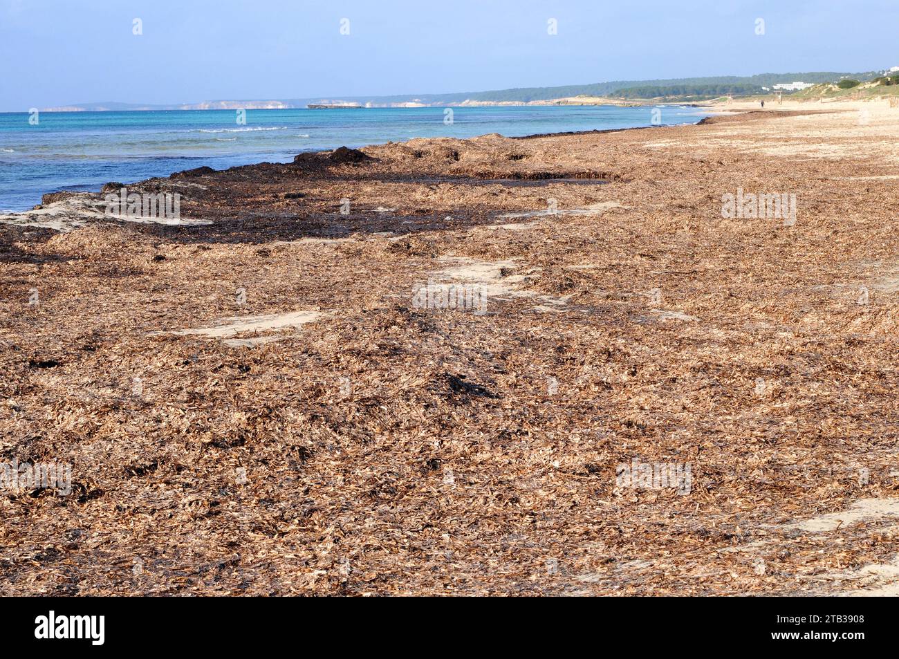 Son Bou, beach covered with Posidonia remains. Alaior, Minorca ...
