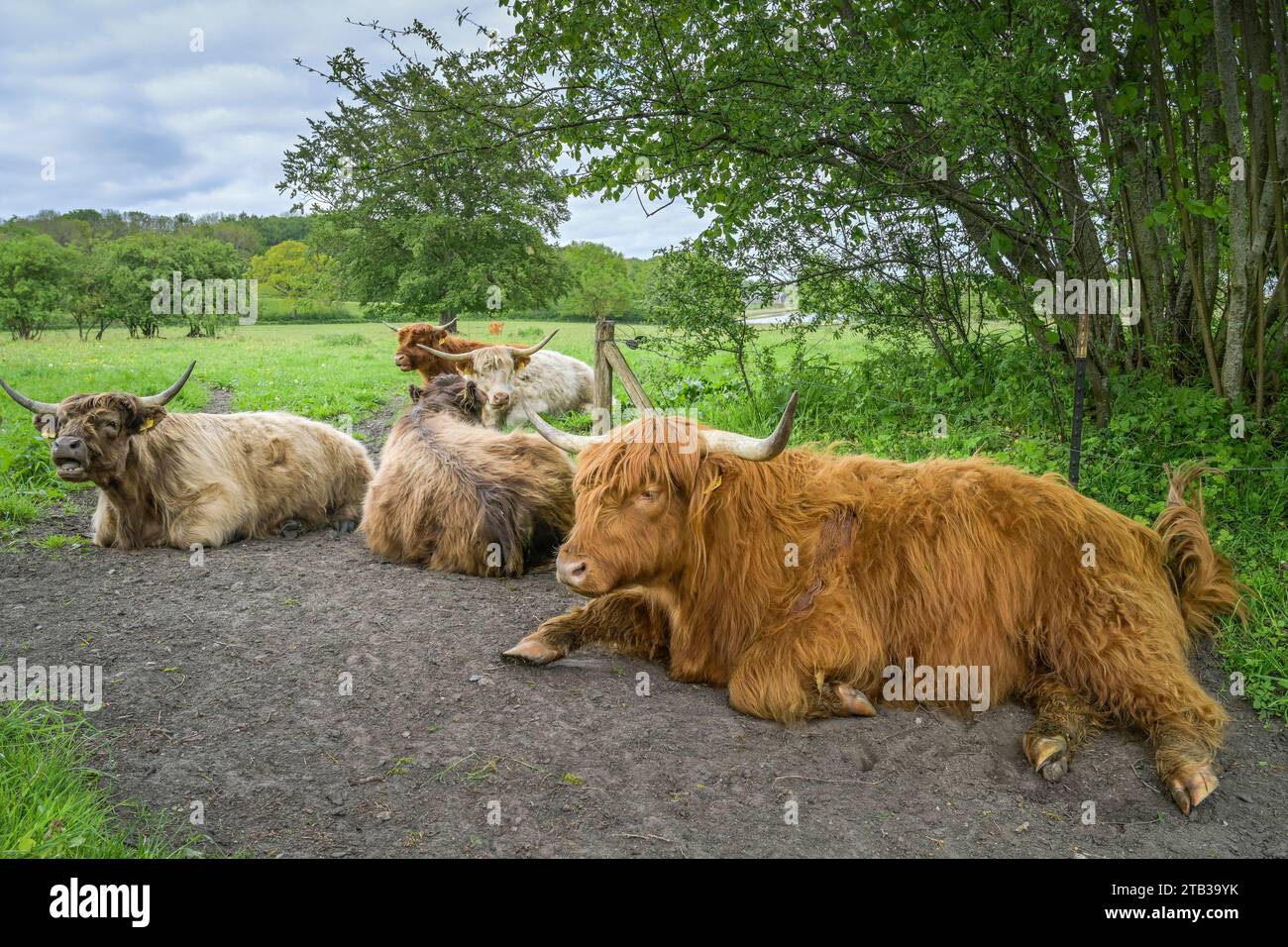 Galloway Rinder, Wikinger Museum Haithabu, Schleswig, Schleswig ...