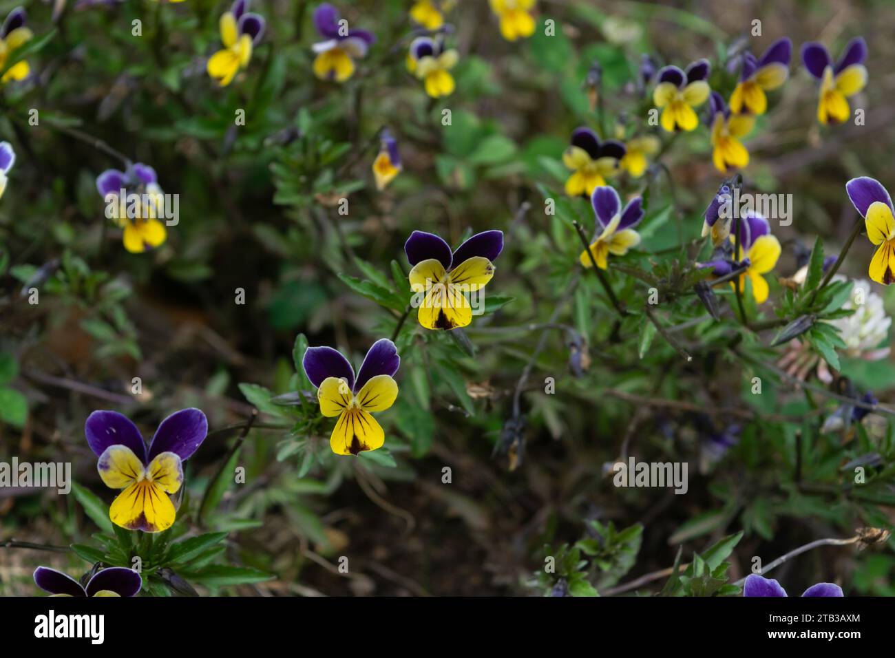 Colorful Ballet: A Visual Feast of Yellow and Violet Pansies Stock ...