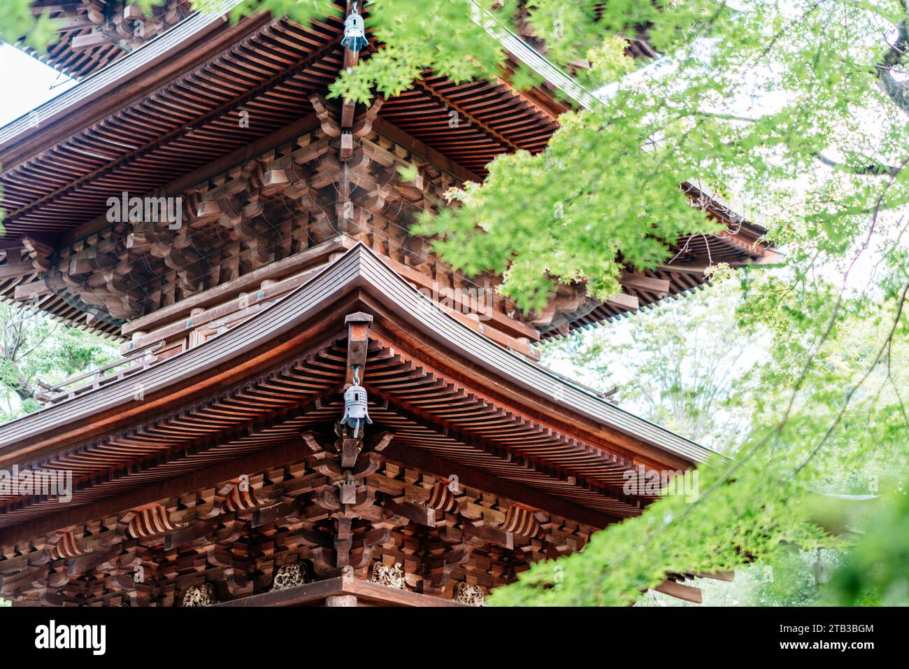 Wooden pagoda and green maple tree, Tokyo, Japan Stock Photo - Alamy