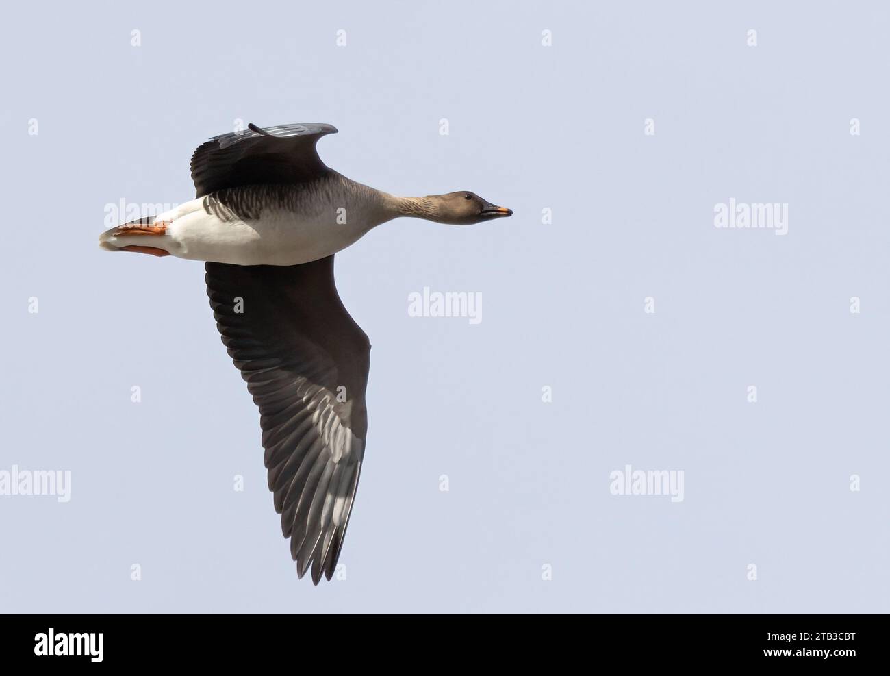 Bean goose flight hi-res stock photography and images - Alamy