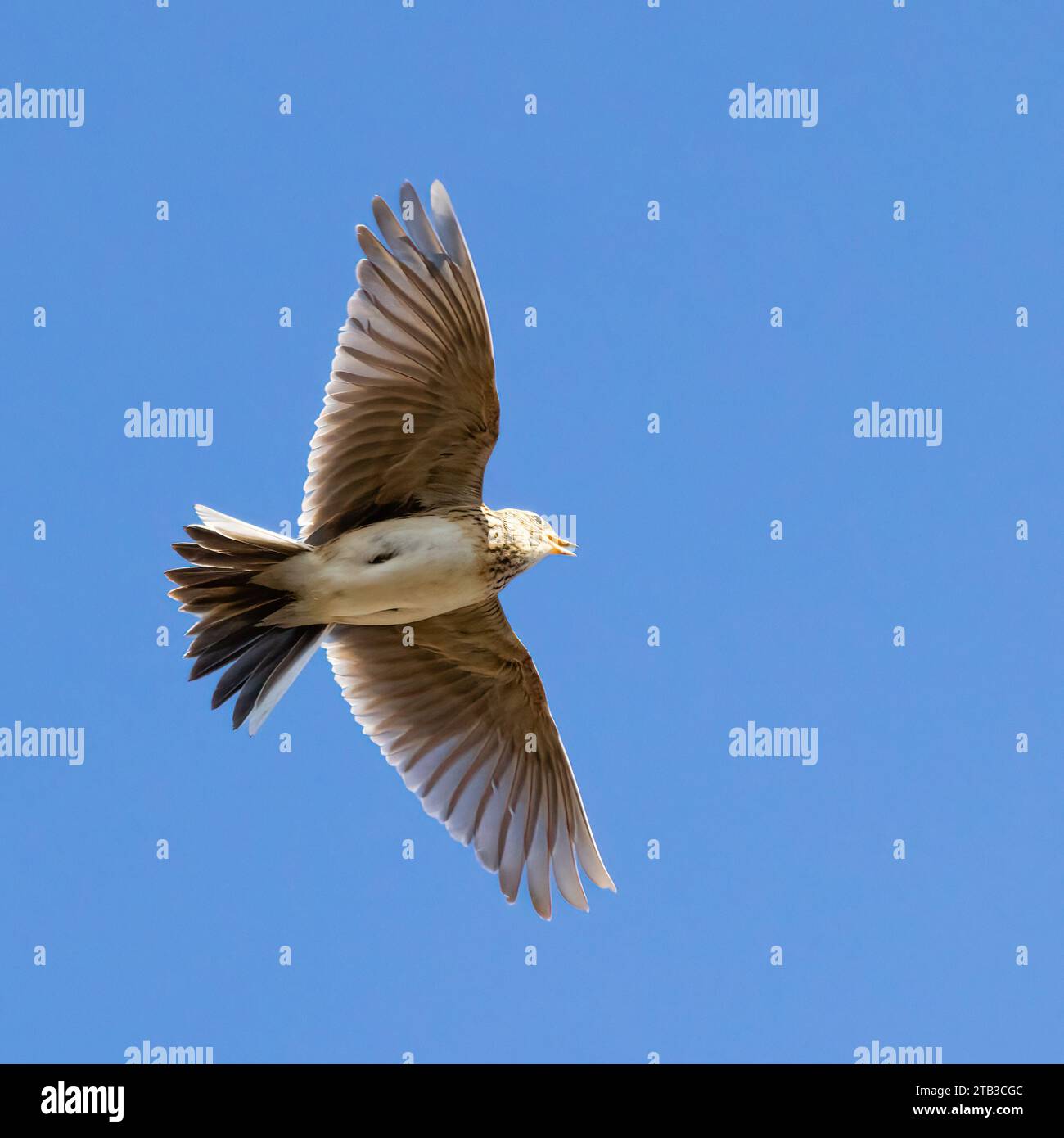 Skylark flight hi-res stock photography and images - Alamy