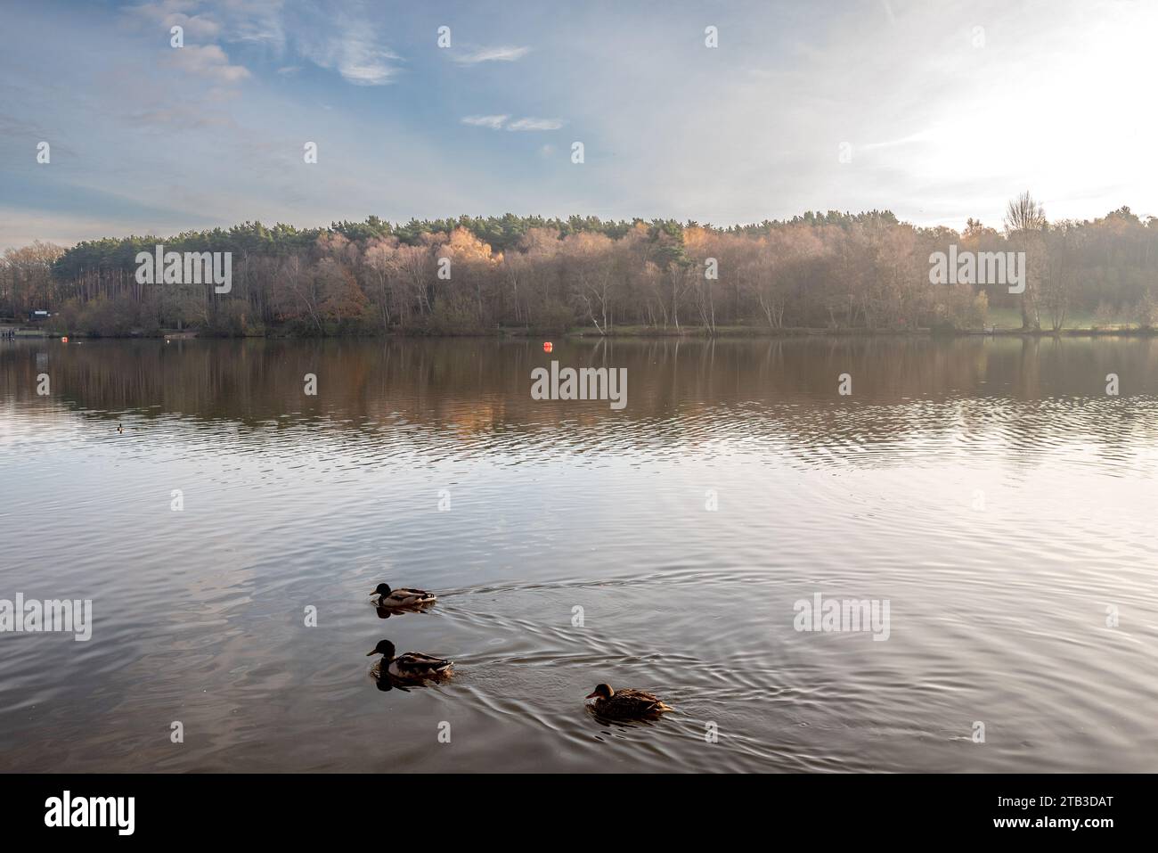 Crawley, November 29th 2023: Tilgate Lake in Tilgate Park Stock Photo ...