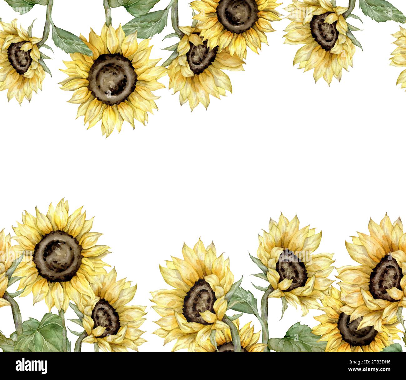 seamless border with hand drawn watercolor sunflowers. autumn flowers ...