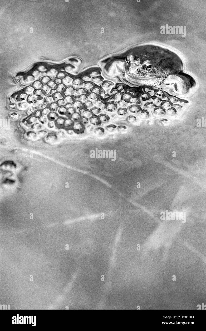 Steyning 1995: Frogs and frogspawn in a pond Stock Photo - Alamy