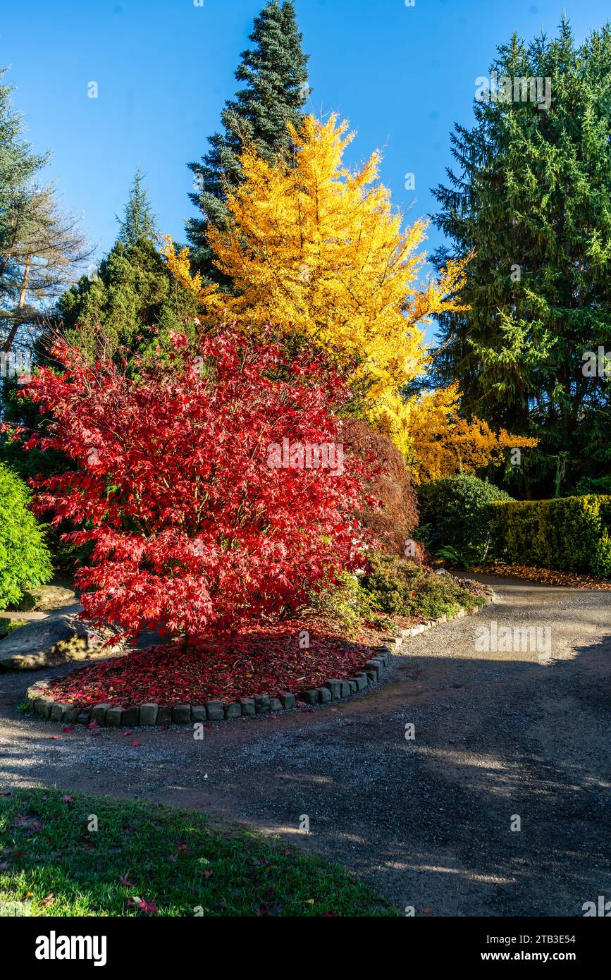 Autumn colors surround a path at Kubota Gardens in Seattle, Washington ...