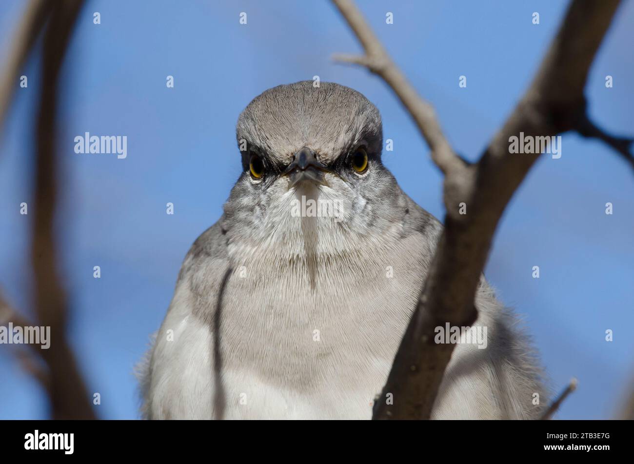 Mockingbird eyes hi-res stock photography and images - Alamy