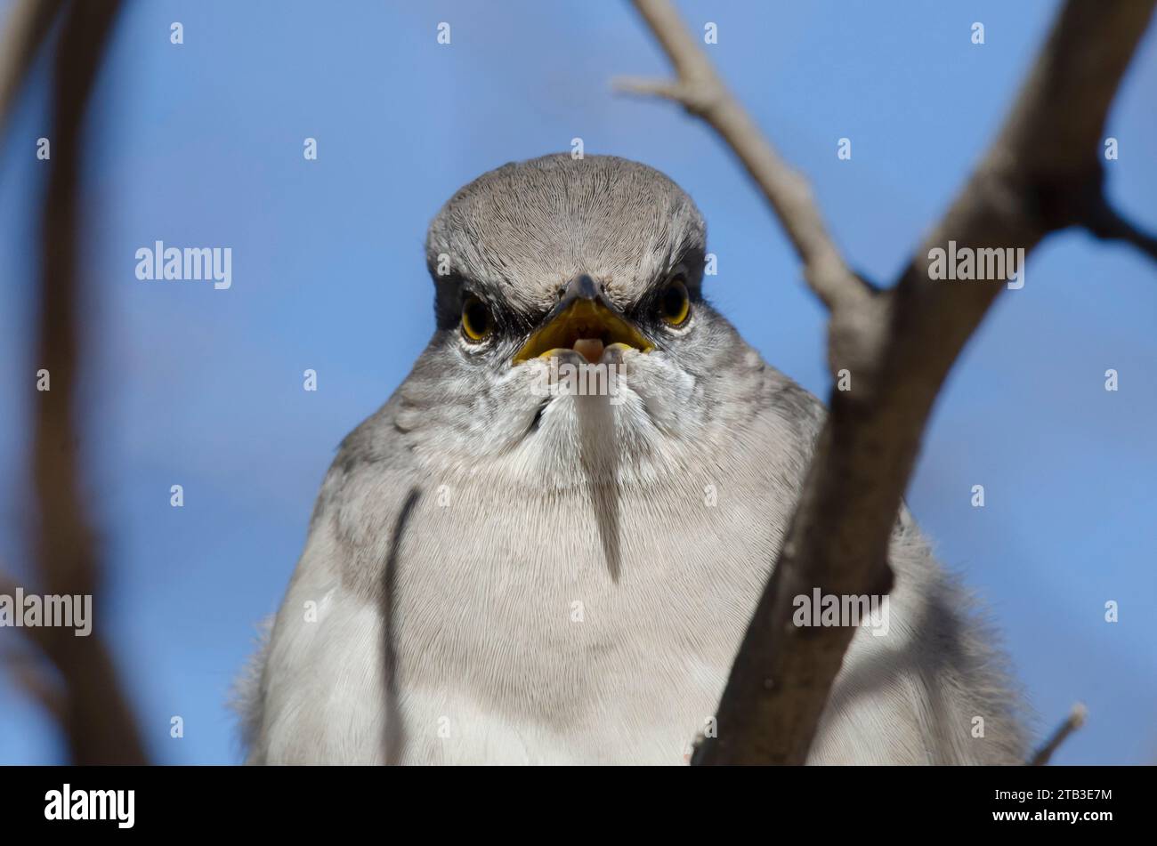 Mockingbird eyes hi-res stock photography and images - Alamy