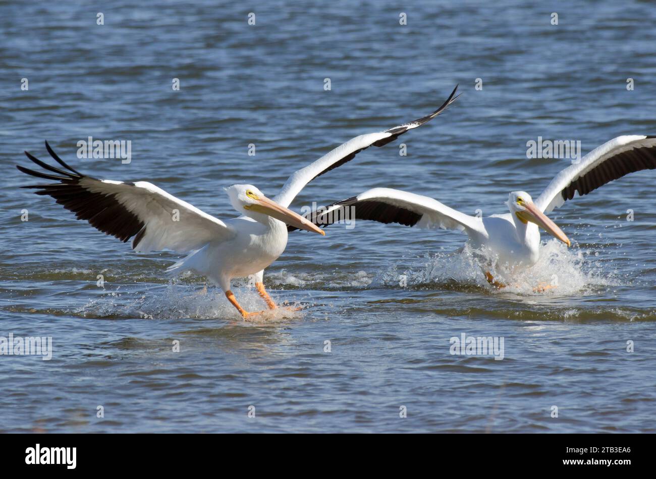 American White Pelicans, Pelecanus erythrorhynchos, landing on water ...