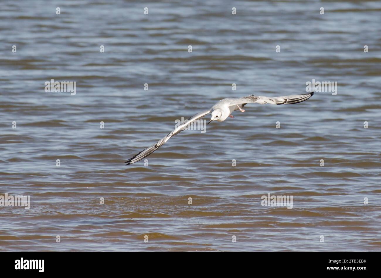 Bonaparte’s gull hi-res stock photography and images - Alamy