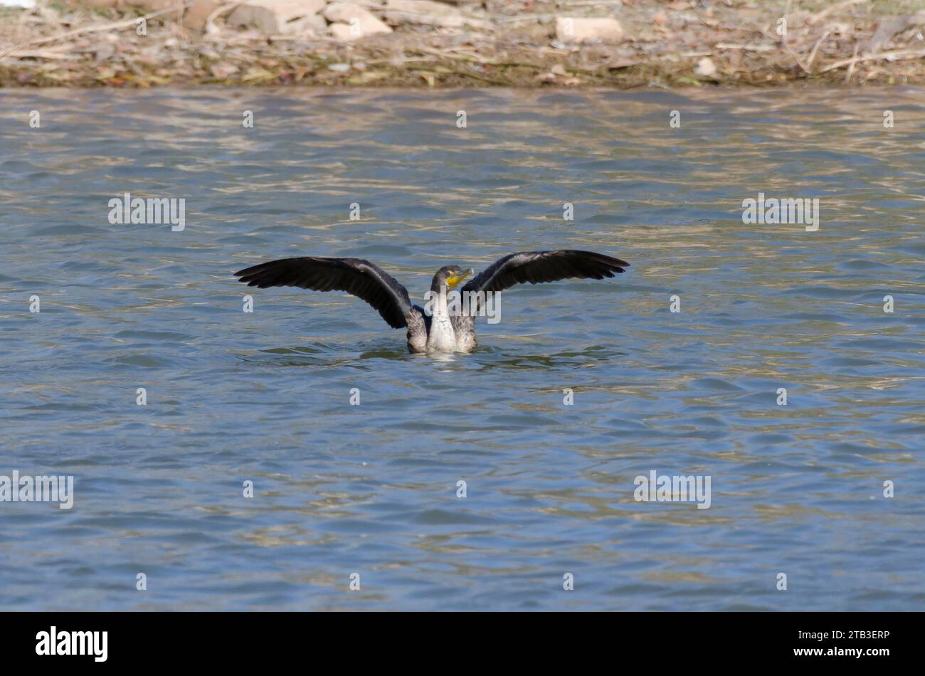 Wings extended hi-res stock photography and images - Alamy