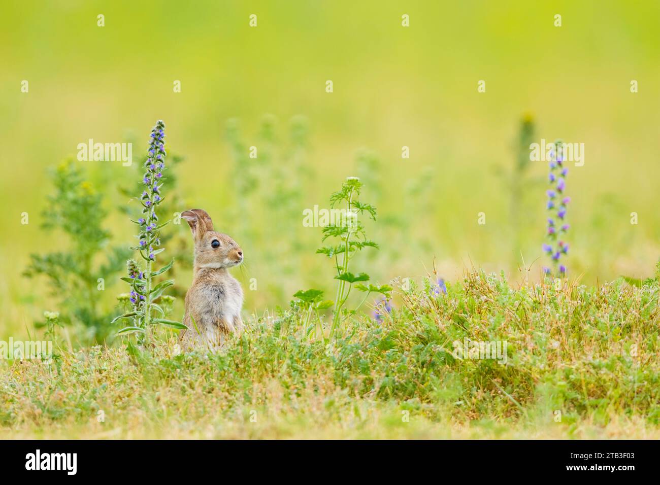 Wildkaninchen, Oryctolagus cuniculus European rabbit, Oryctolagus ...