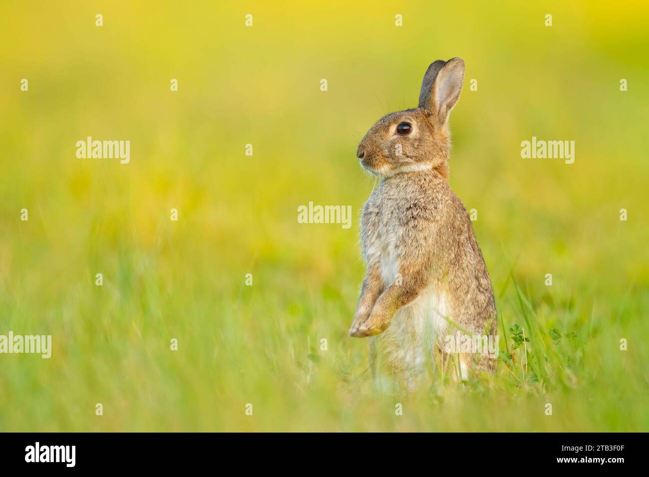 Wildkaninchen, Oryctolagus cuniculus European rabbit, Oryctolagus ...