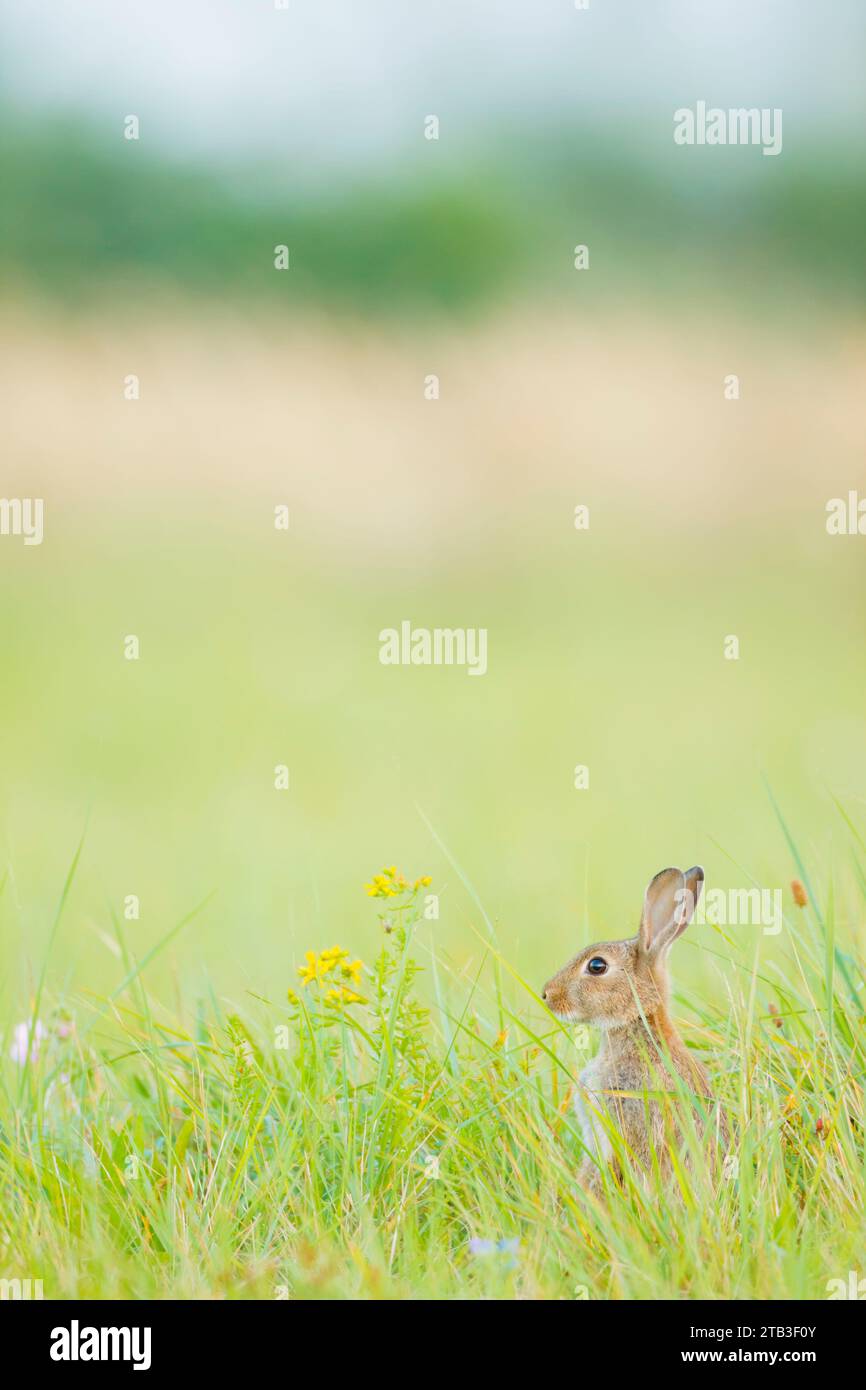 Wildkaninchen, Oryctolagus cuniculus European rabbit, Oryctolagus ...