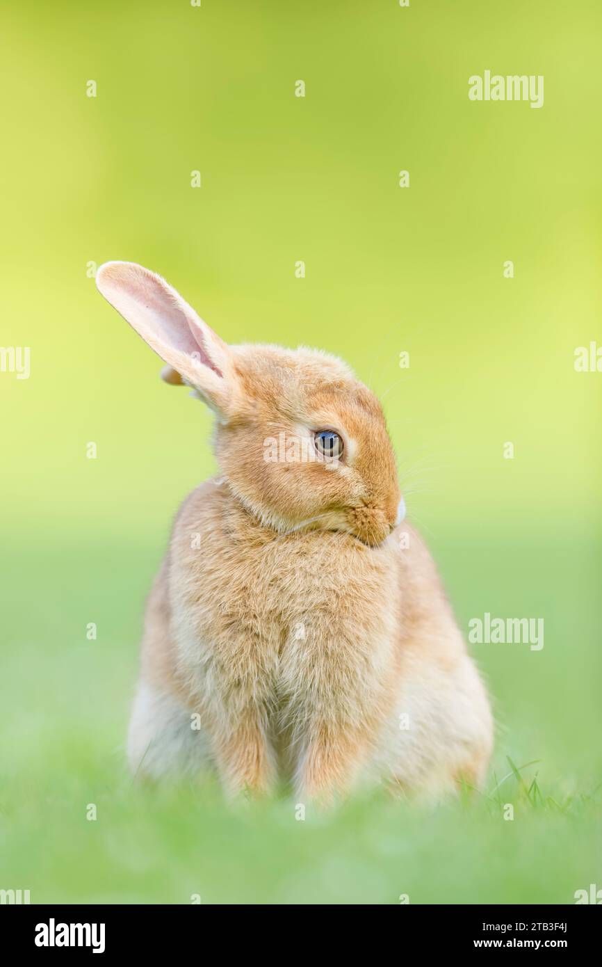 Rabbit ears plant hi-res stock photography and images - Alamy