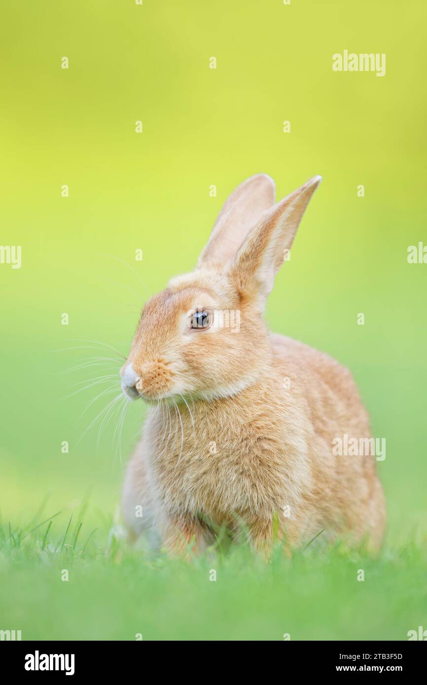 Wildkaninchen, Oryctolagus cuniculus European rabbit, Oryctolagus ...