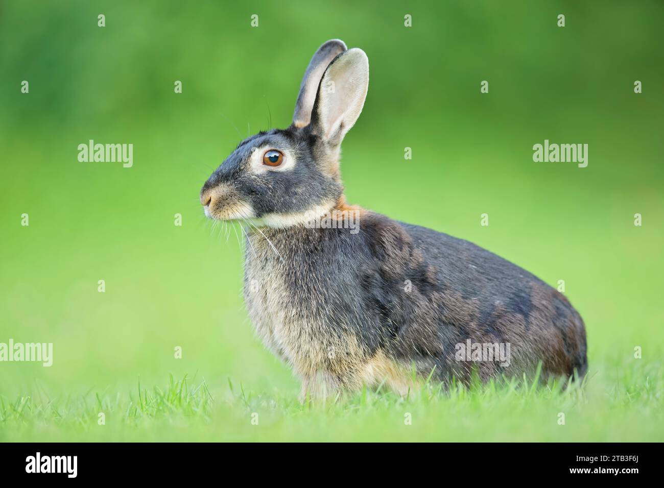 Rabbit ears plant hi-res stock photography and images - Alamy