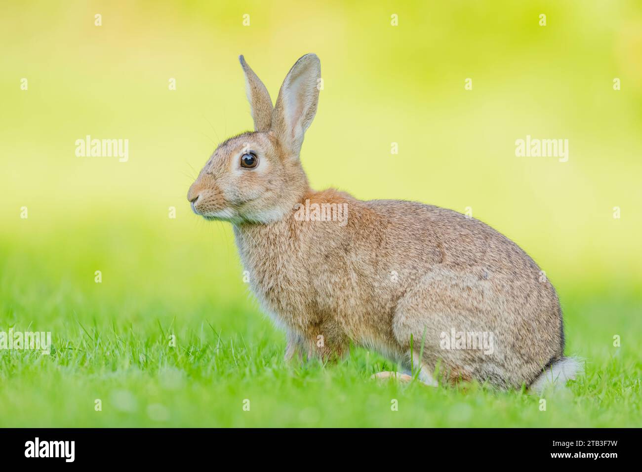 Wildkaninchen, Oryctolagus cuniculus European rabbit, Oryctolagus ...